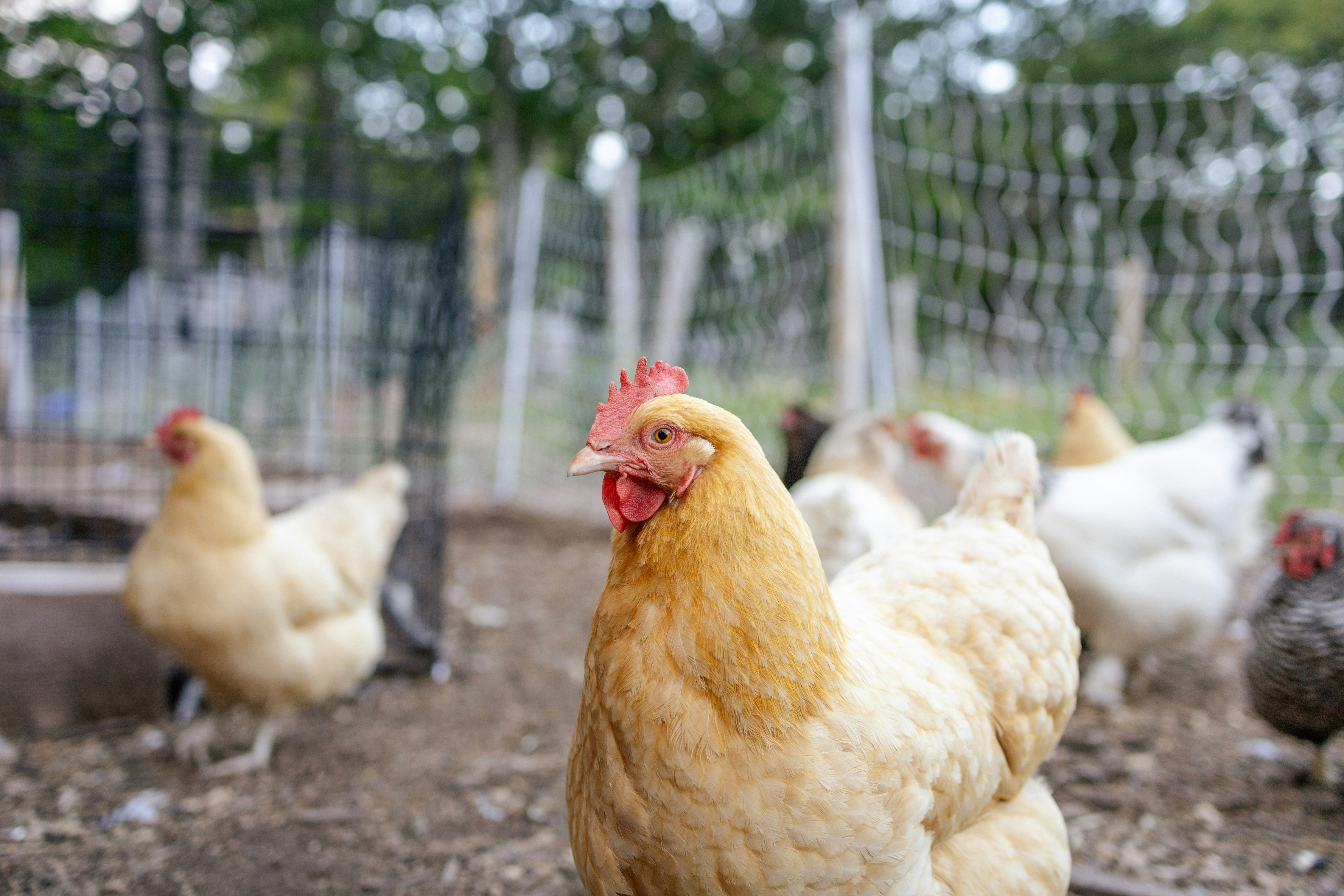 The Truth About Free Range Chickens: Everything You Need To Know
